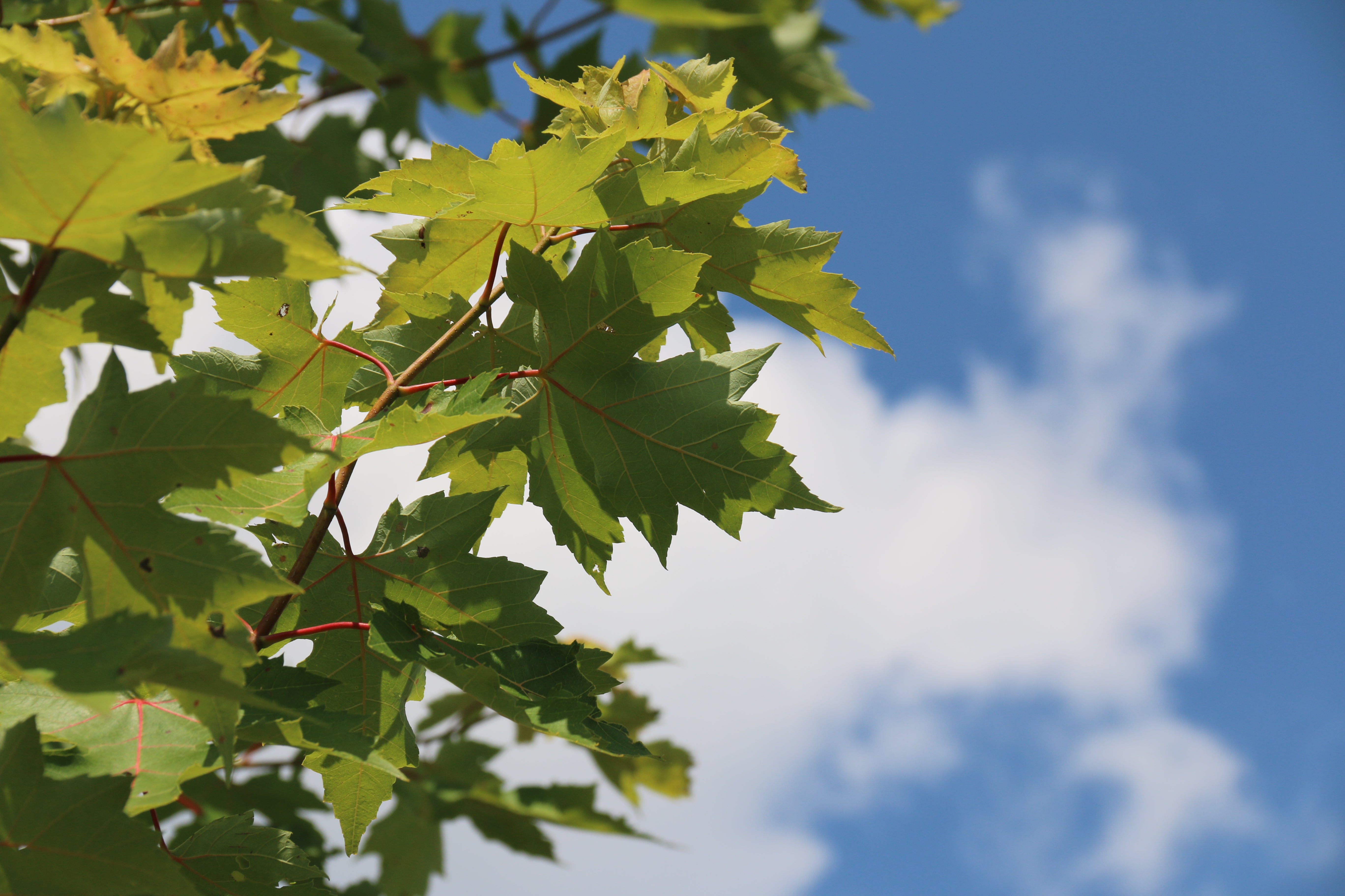 A-B Tree Co. ~ Powered by Biomes Plant Network